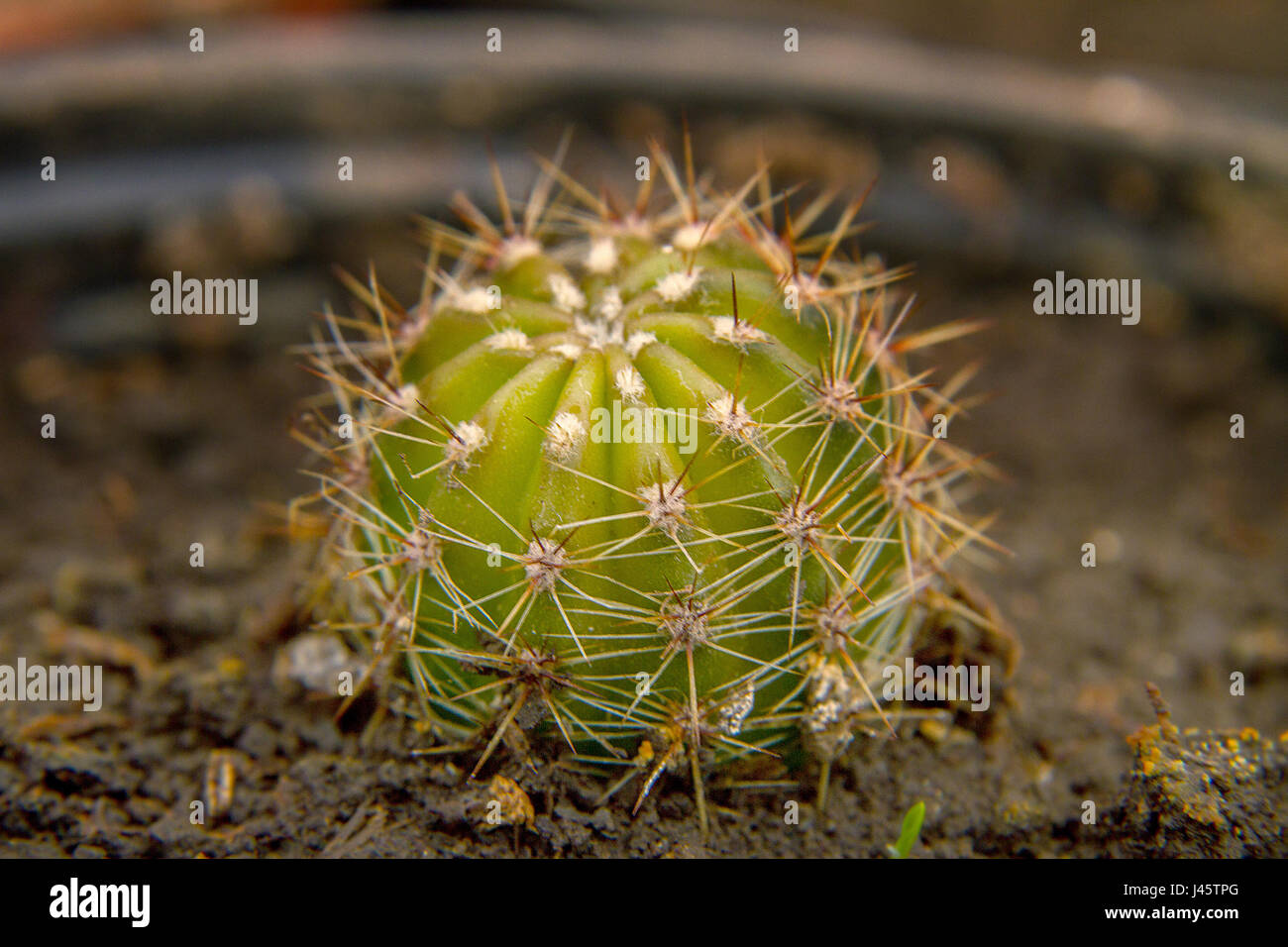 Spiny cactus hi-res stock photography and images - Alamy