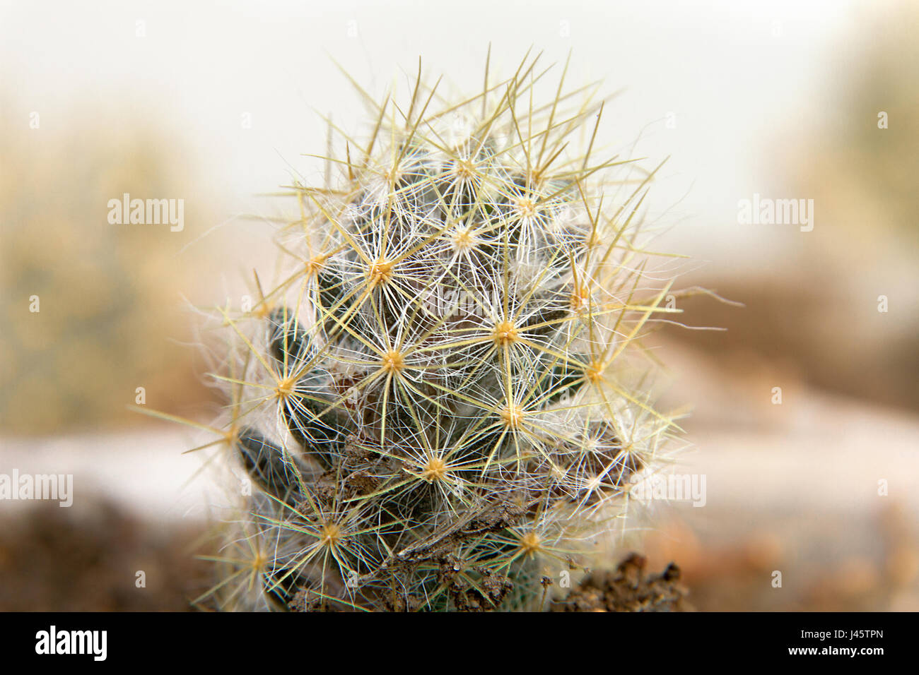 Spiny cactus hi-res stock photography and images - Alamy