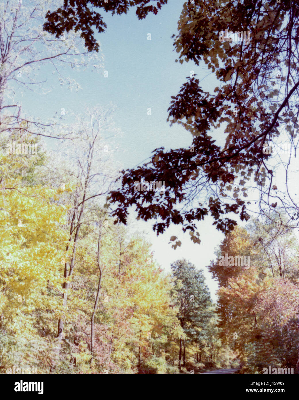 Trees turn Colors for Autumn in Pennsylvania Stock Photo - Alamy