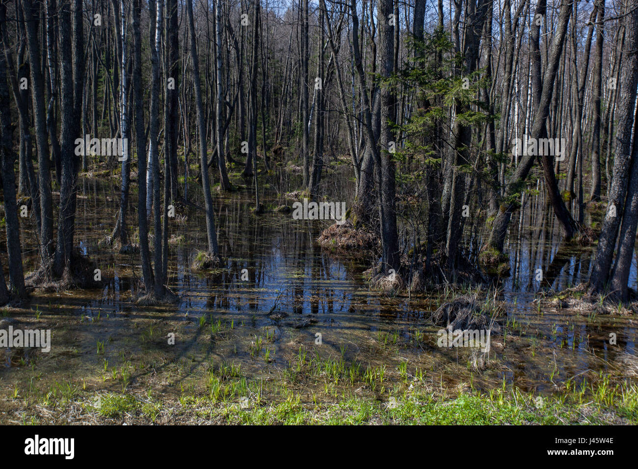 Reflection of a forest landscape in the water Stock Photo - Alamy
