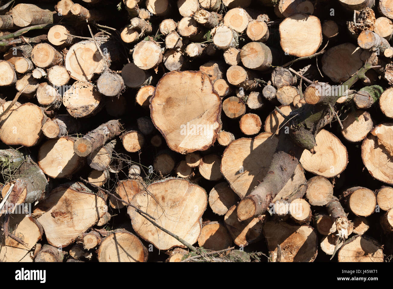 Collapsed trees after clearing the forest Stock Photo - Alamy