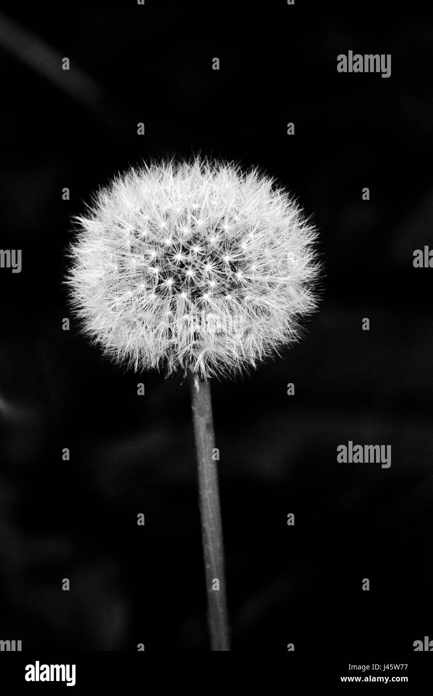 The clock plant Black and White Stock Photos & Images - Alamy