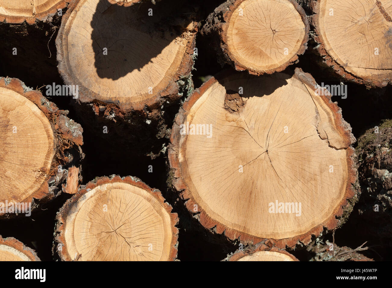 Collapsed trees after clearing the forest Stock Photo - Alamy