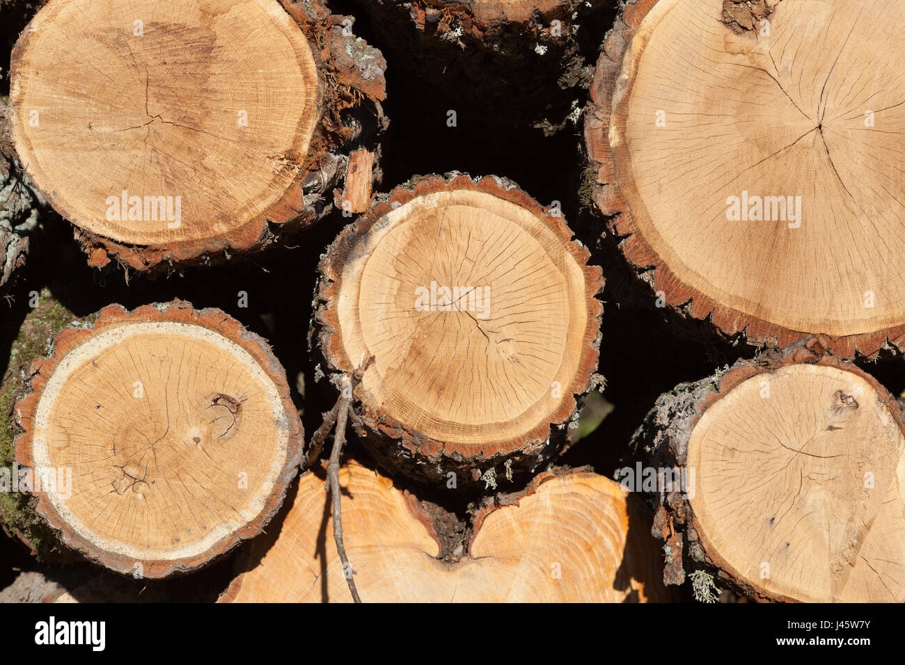 Collapsed trees after clearing the forest Stock Photo - Alamy