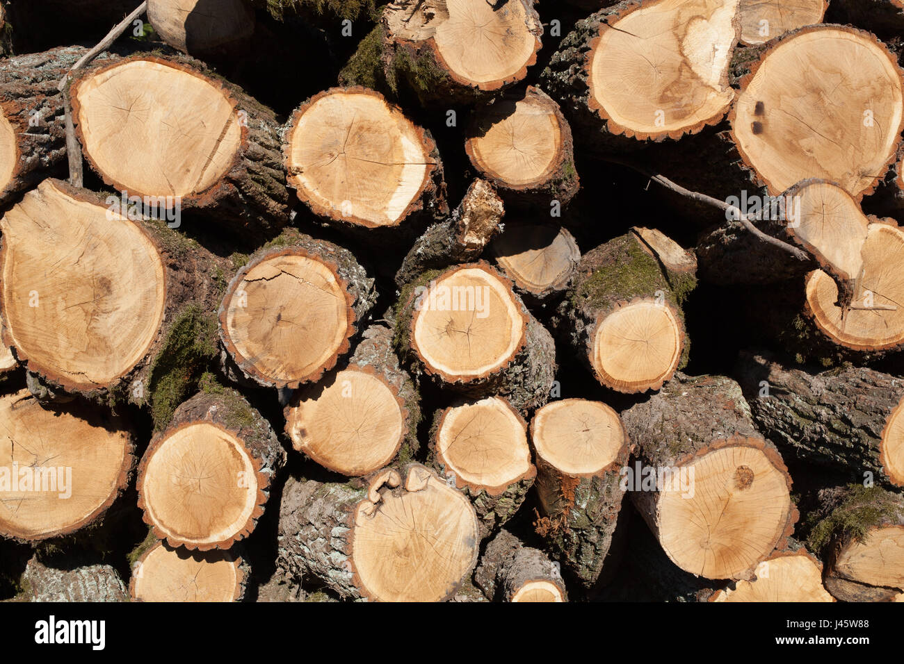 Collapsed trees after clearing the forest Stock Photo - Alamy