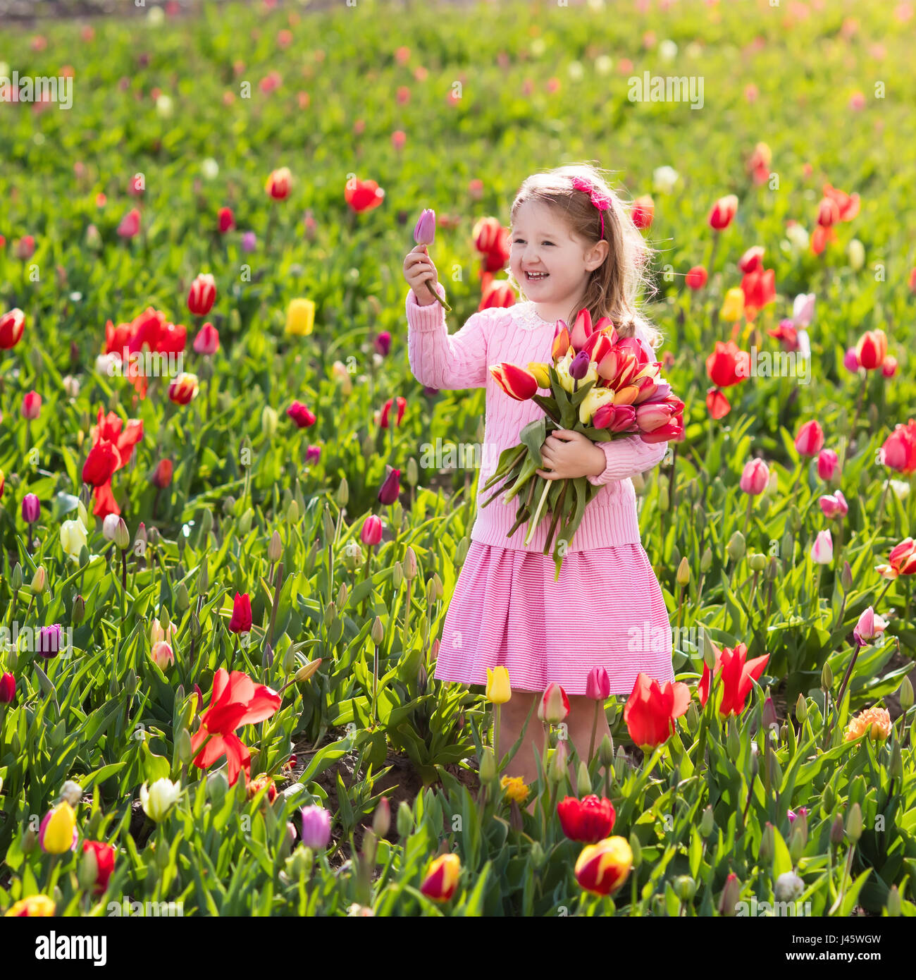 Child in tulip flower field. Little girl cutting fresh tulips in sunny ...