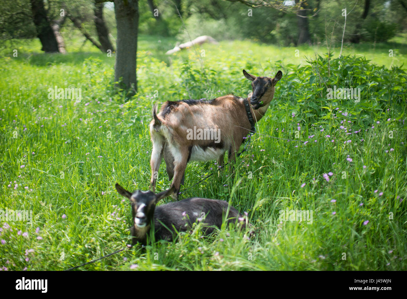 Goats in nature Stock Photo - Alamy