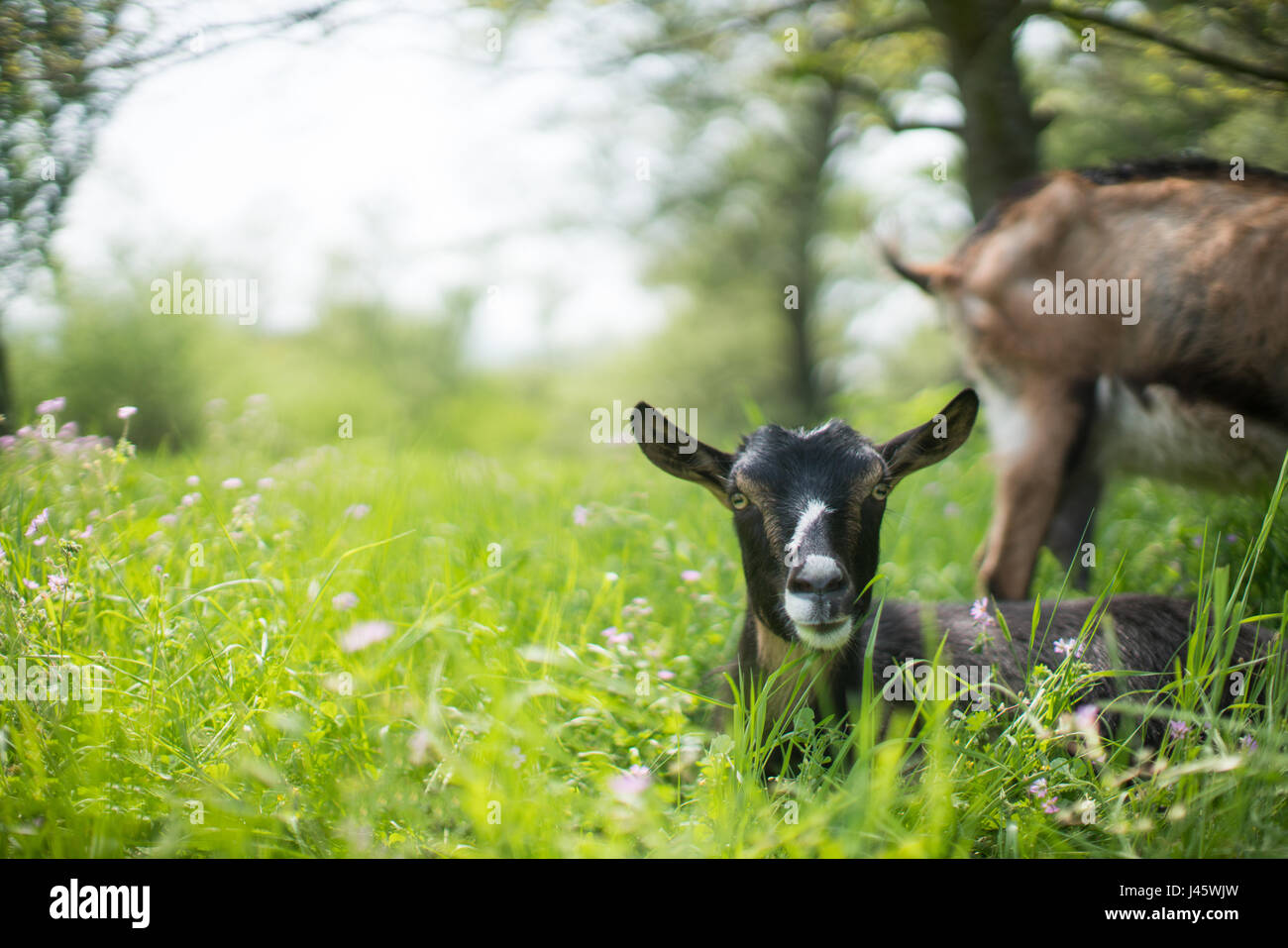 Goats in nature Stock Photo - Alamy