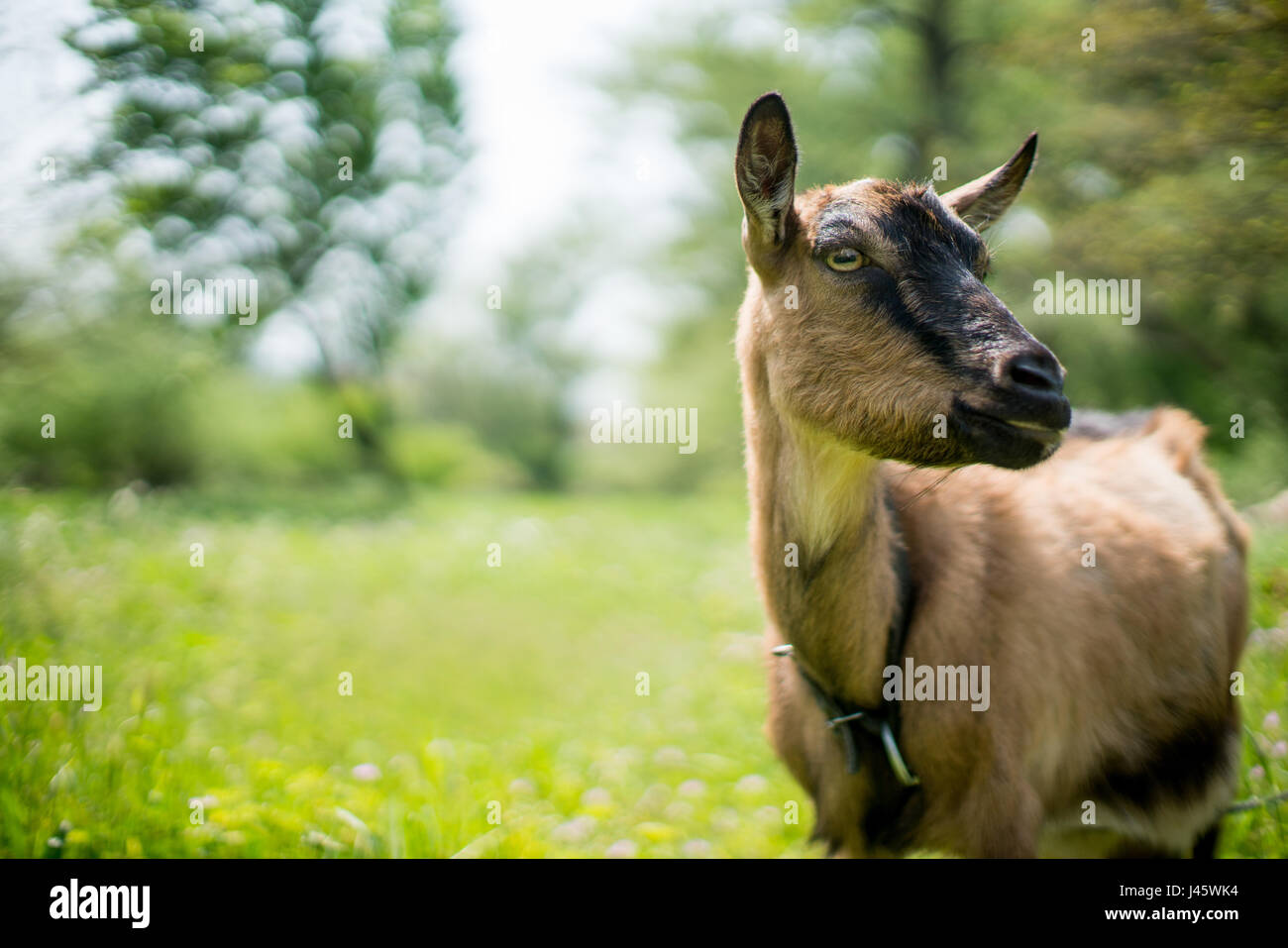 Goat in nature Stock Photo - Alamy