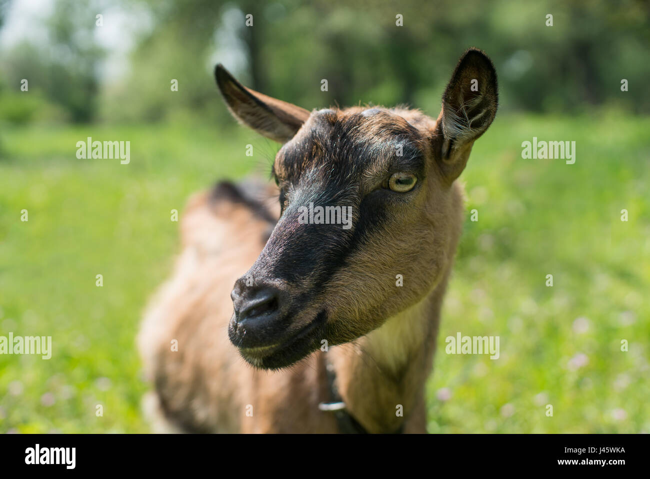 Goat in nature Stock Photo - Alamy