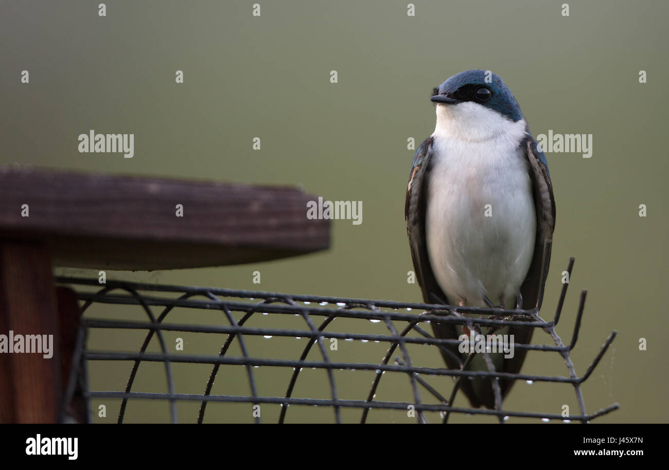 Tree Swallow (Tachycineta bicolor) on a nest box with a predator guard ...