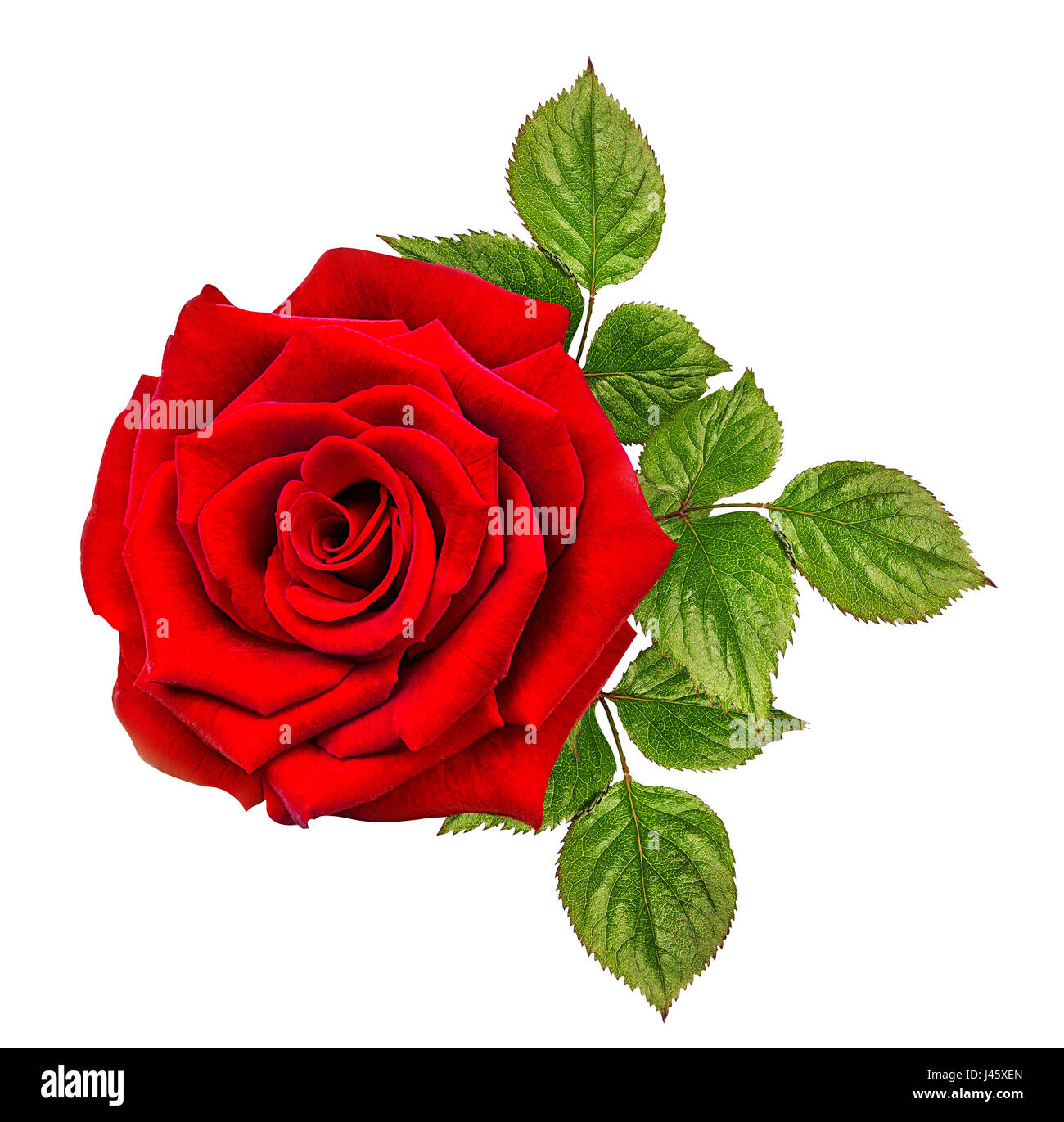 rose isolated on the white background Stock Photo - Alamy