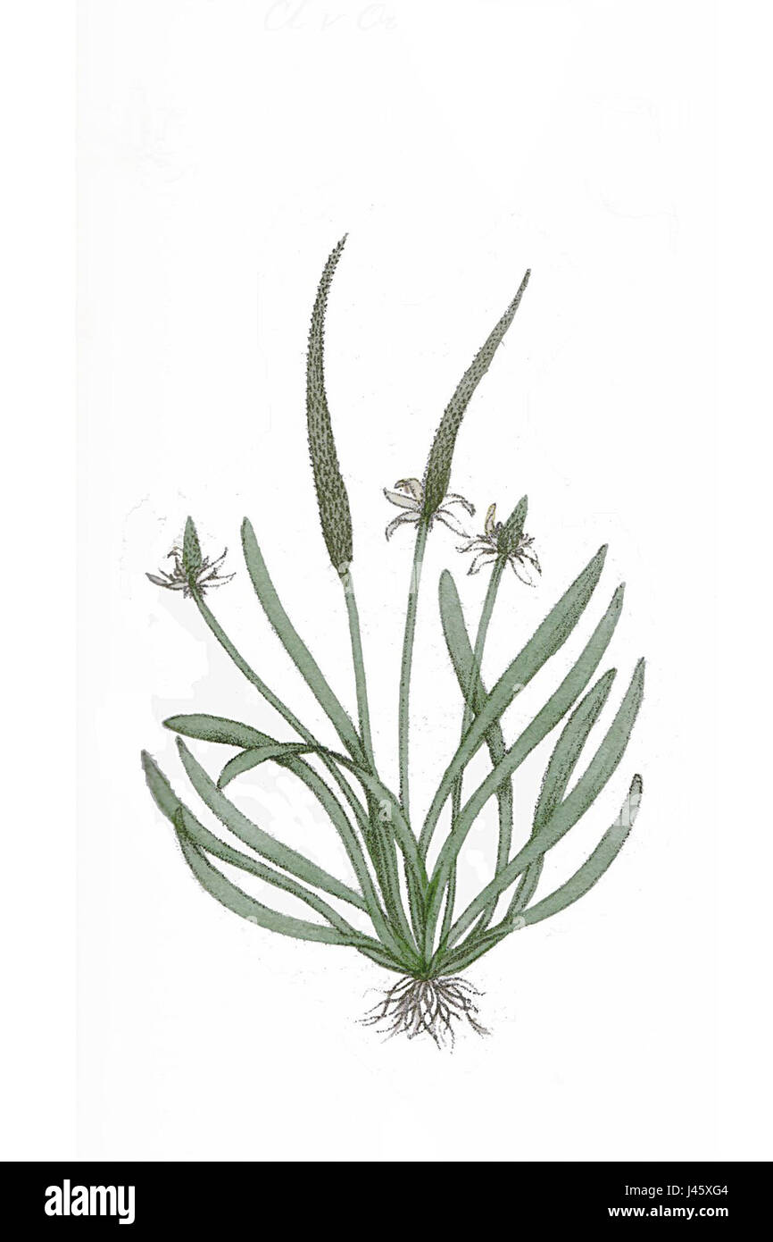 Plant myosurus minimus hi-res stock photography and images - Alamy