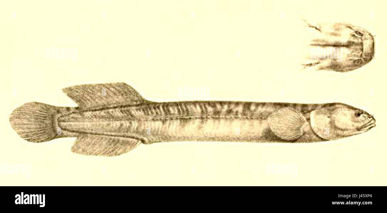 Apoda hi-res stock photography and images - Alamy