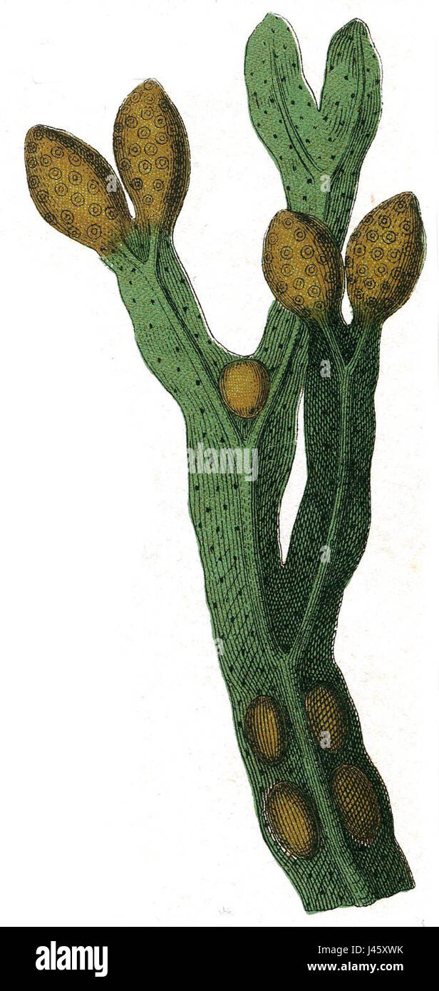 Species of fucus hi-res stock photography and images - Alamy