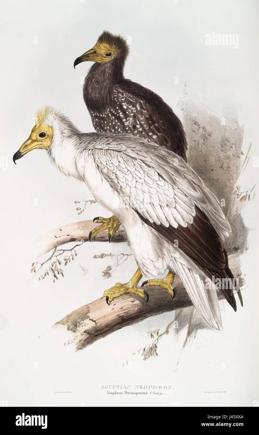 'Neophron' is a species of vulture depicted in the work of John Gould ...