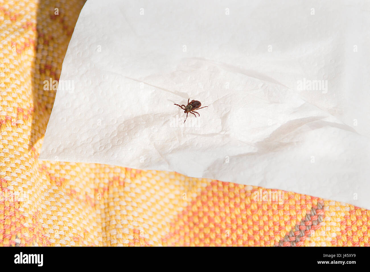 Parasitic mite infection of the skin hi-res stock photography and ...