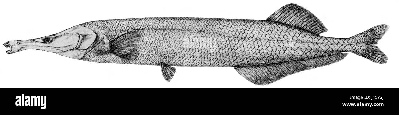 Electric species Black and White Stock Photos & Images - Alamy