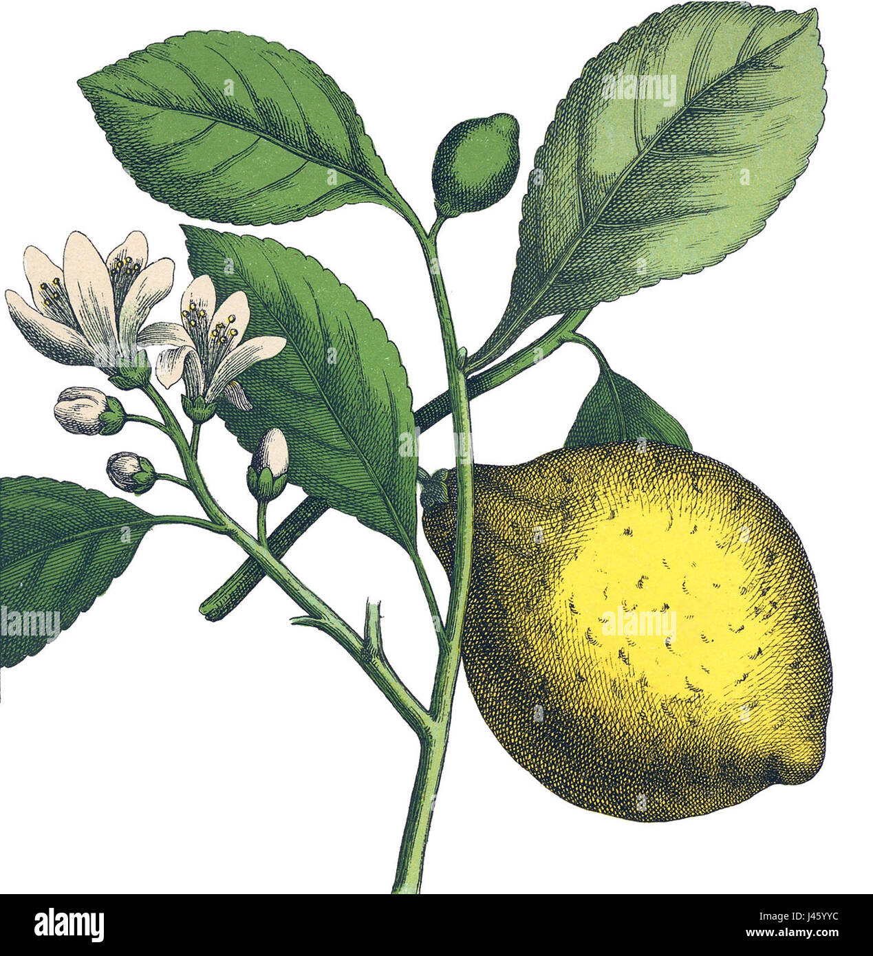 The illustration from 'Naturgeschichte des Pflanzenreichs' features a ...