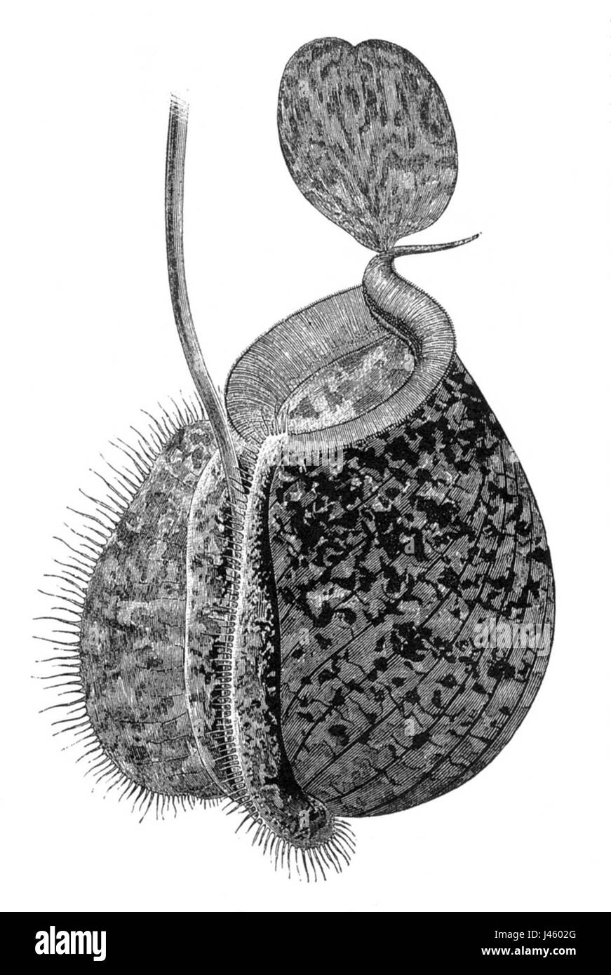 Hybrid research Cut Out Stock Images & Pictures - Alamy