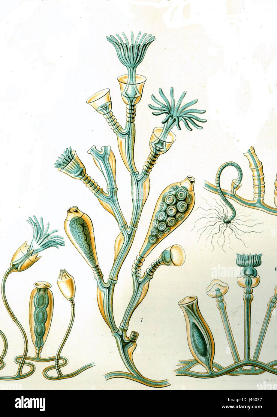 Obelia Geniculata High Resolution Stock Photography and Images - Alamy