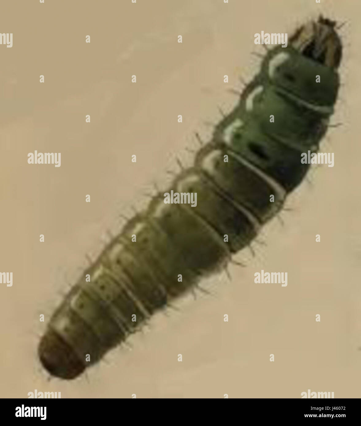 The larva of Ochromolopis staintonellus, a species of moth, plays a ...