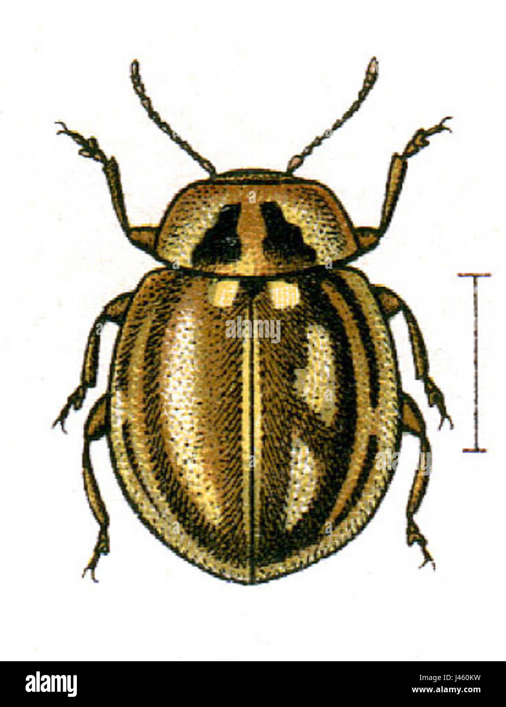 Miridae family hi-res stock photography and images - Alamy