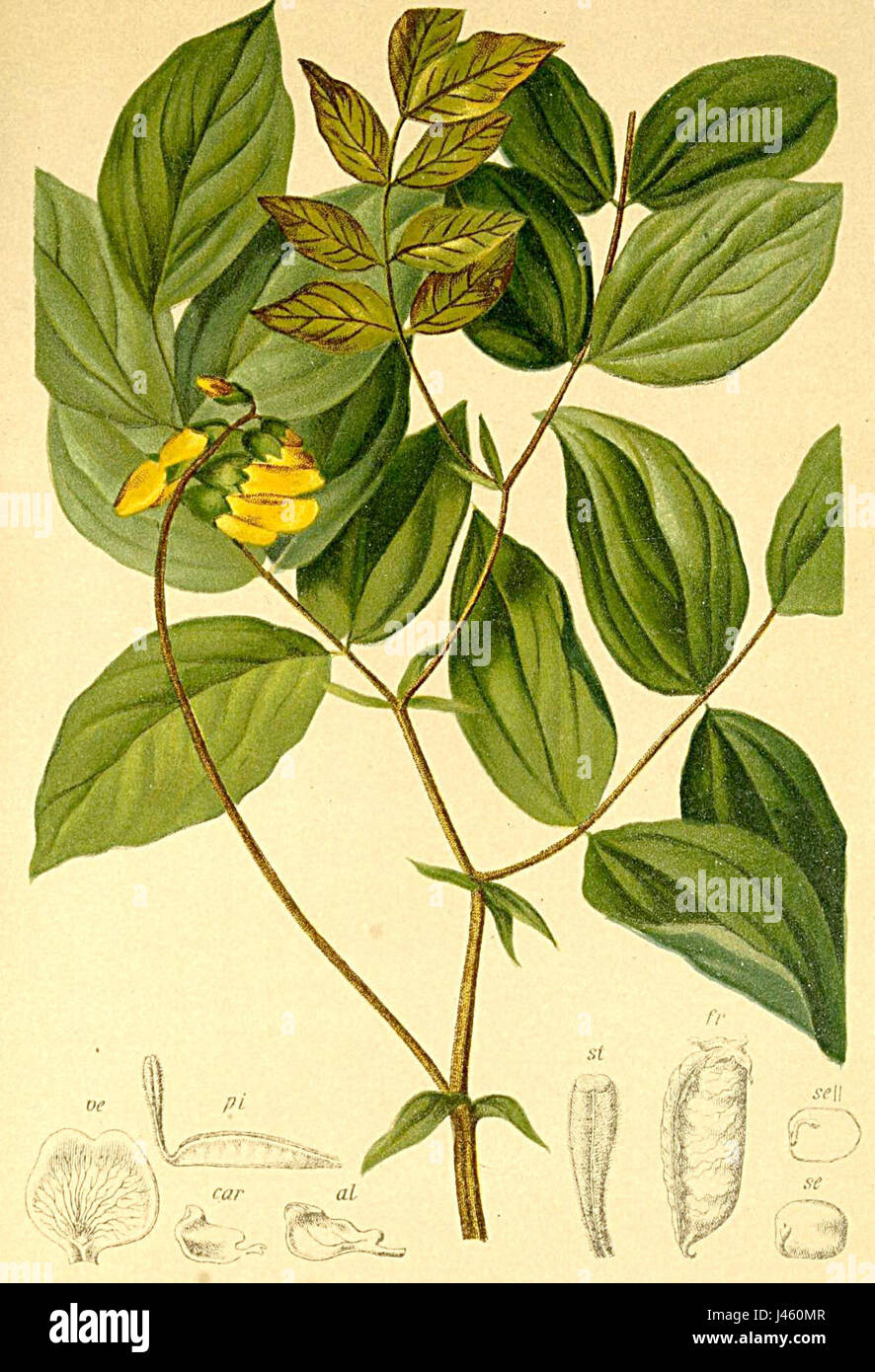 Orobus styriacus Atlas Alpenflora Stock Photo - Alamy