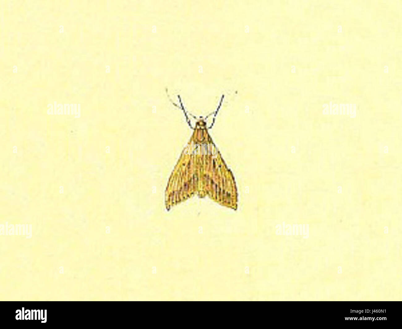 Omiodes telegrapha fhaw is a species of moth within the family ...