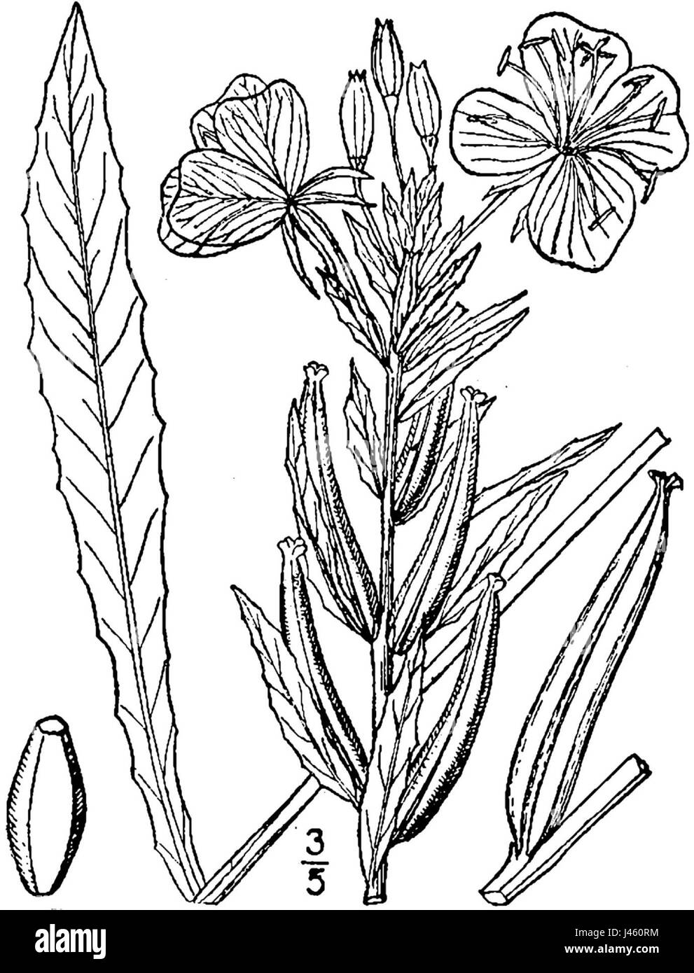 Oenothera oakesiana Cut Out Stock Images & Pictures - Alamy