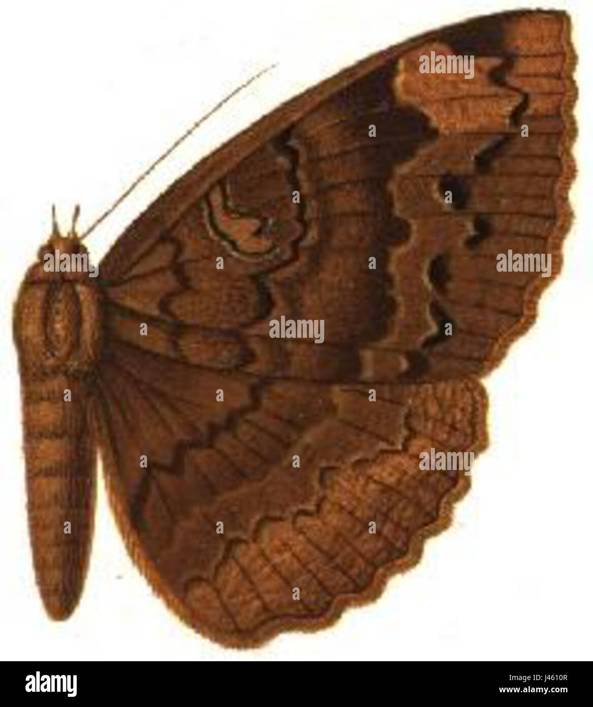 Nyctipao orion, commonly known as the Orion Nightjar, is a species of ...