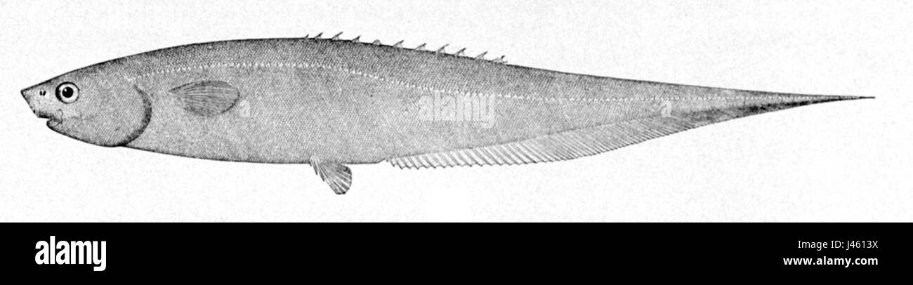 Chemnitzii hi-res stock photography and images - Alamy