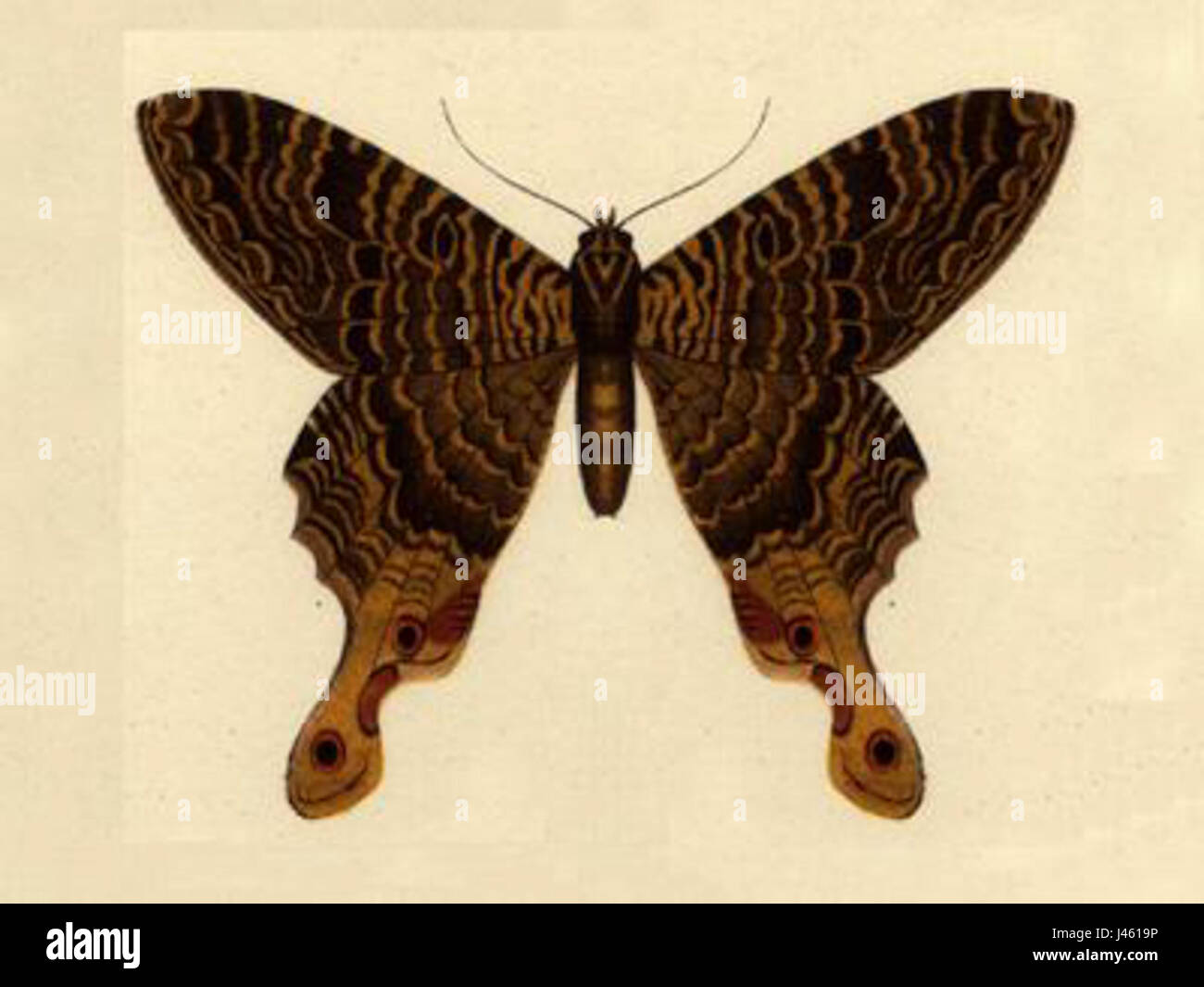 Nothus hi-res stock photography and images - Alamy