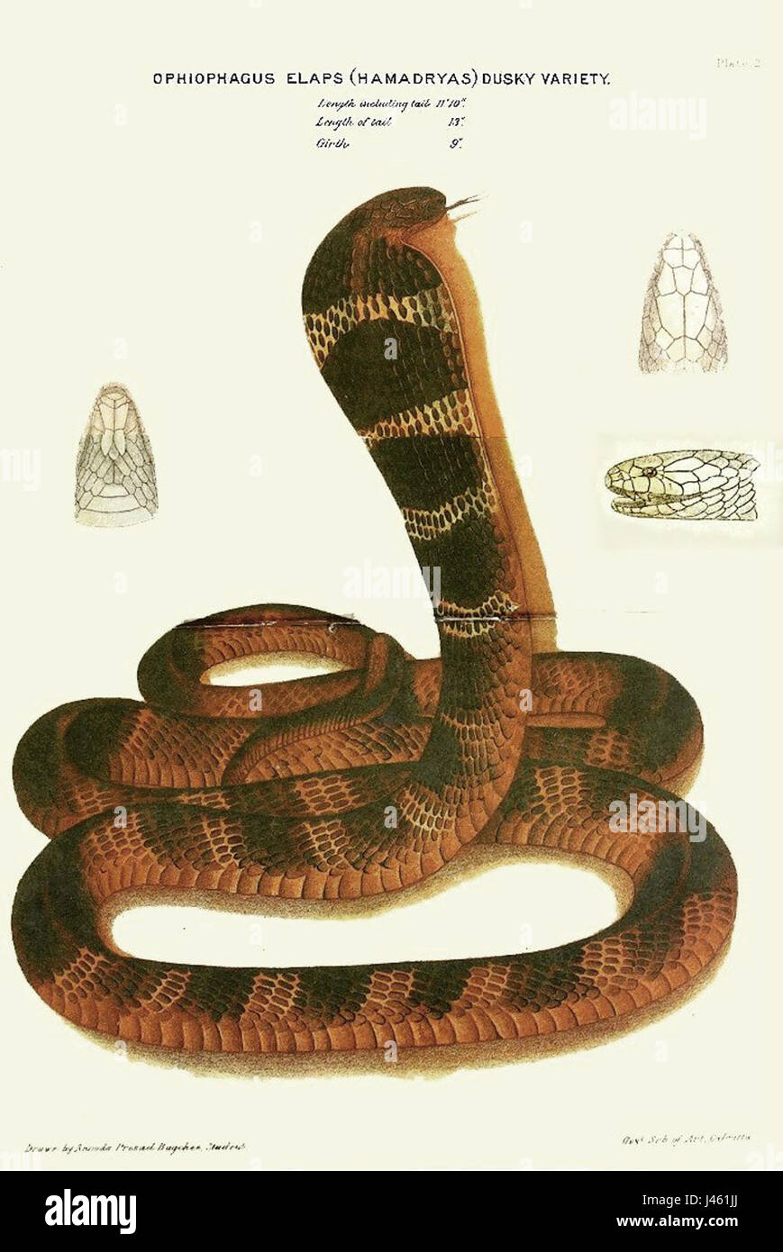 King cobra snake habitat hi-res stock photography and images - Alamy