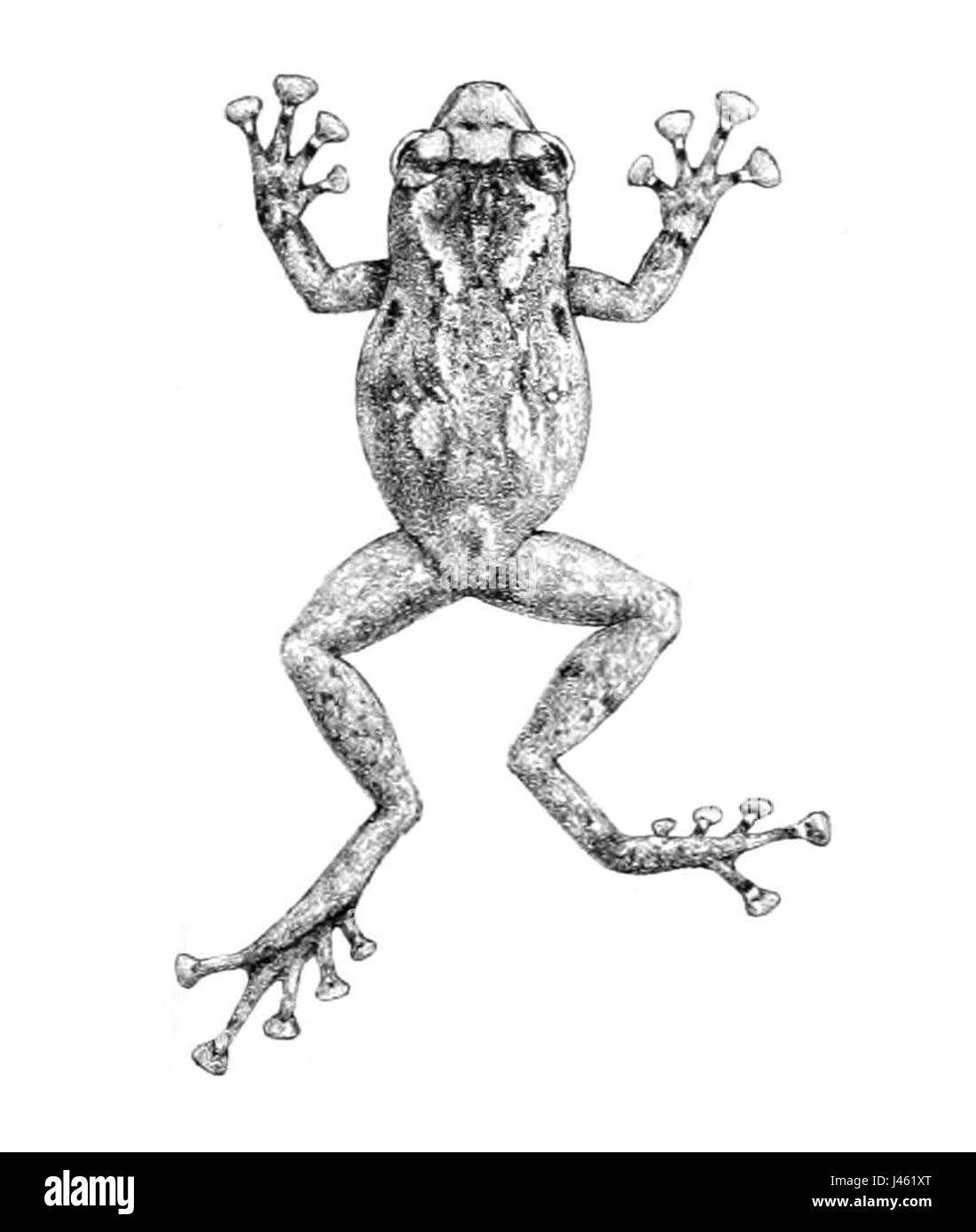 Oreophryne loriae, a species of frog discovered in 1897, is native to ...