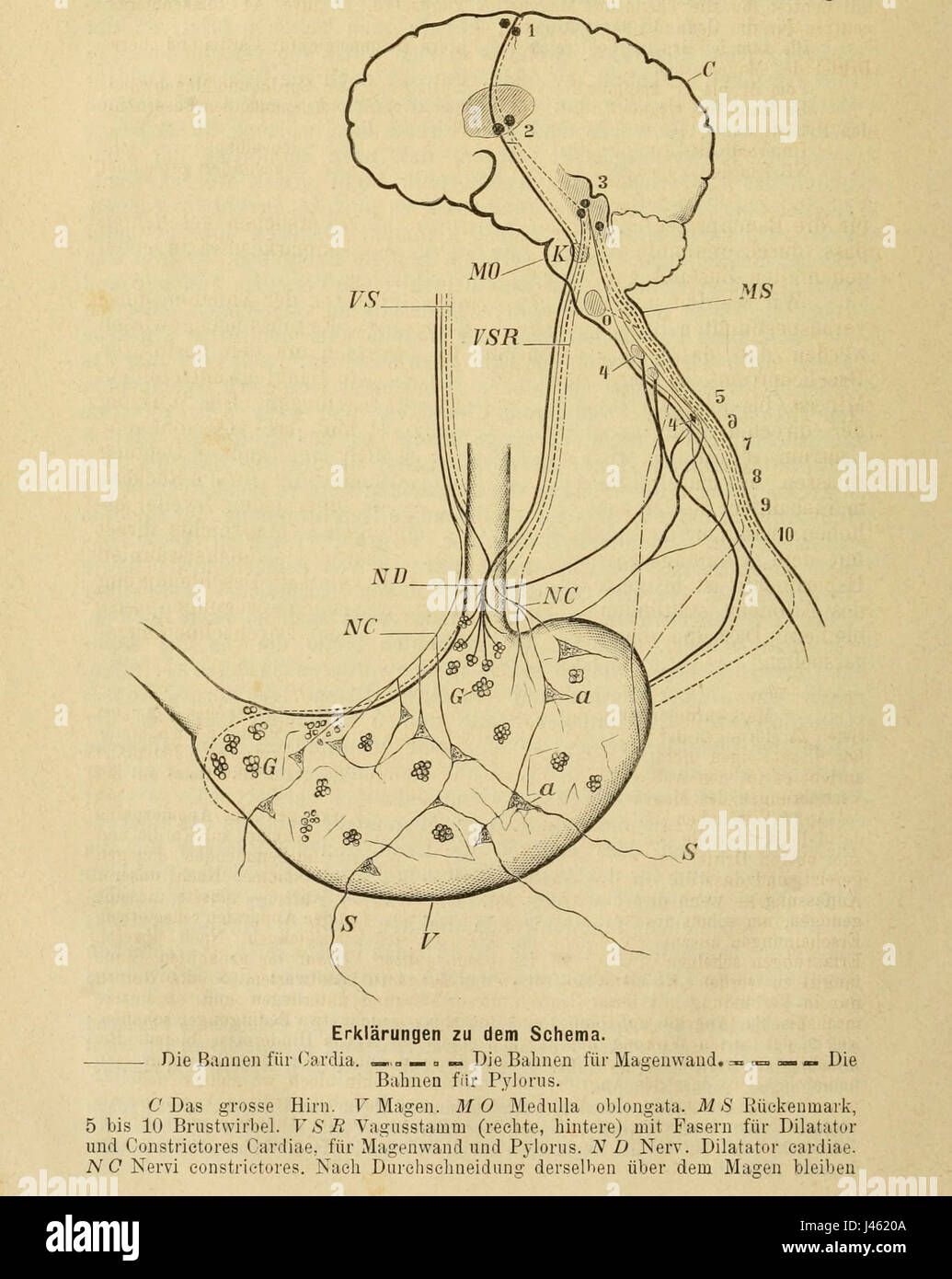 Openchowski stomach innervation Stock Photo - Alamy