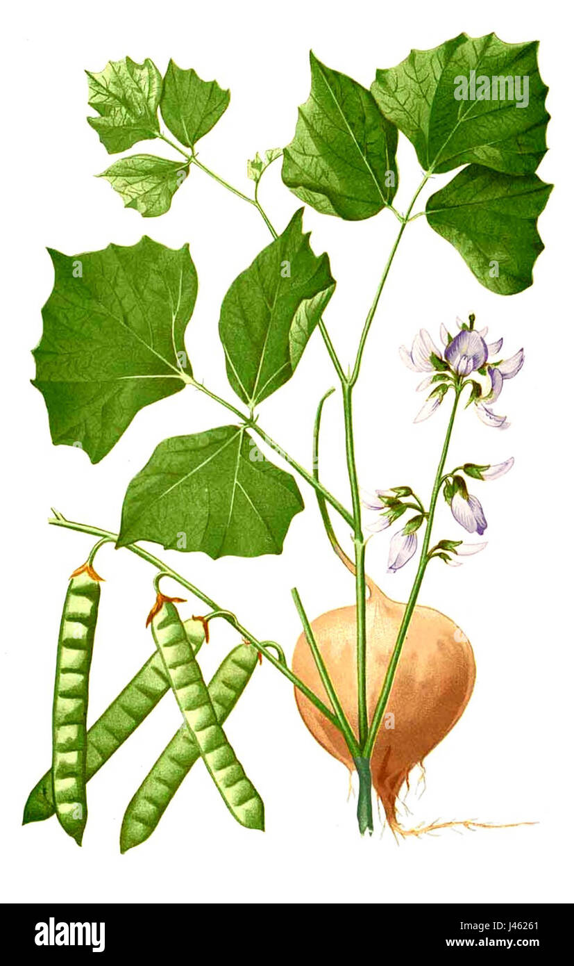 Pachyrhizus erosus illustration Cut Out Stock Images & Pictures - Alamy