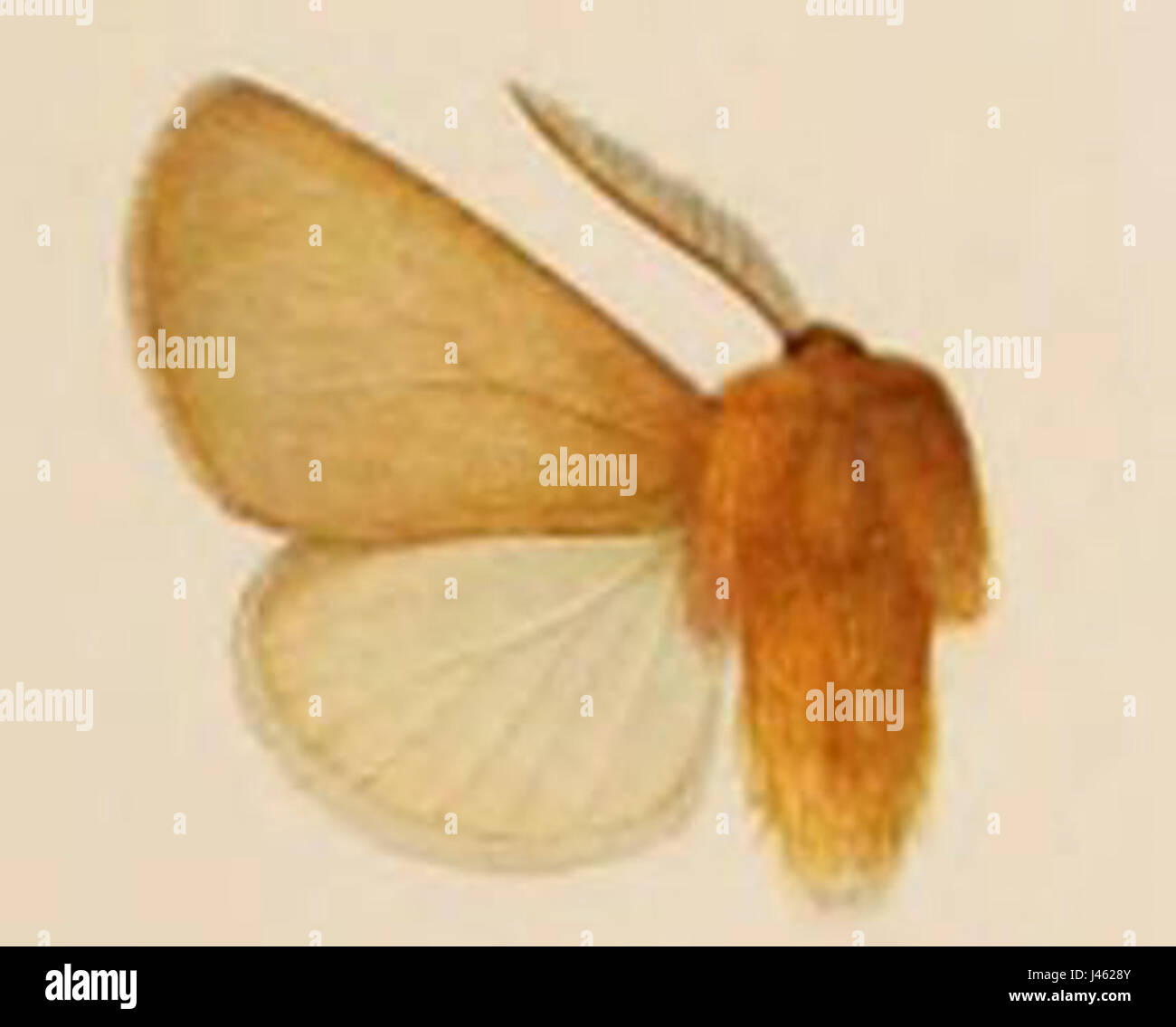 Paracles aurantiaca male Stock Photo - Alamy