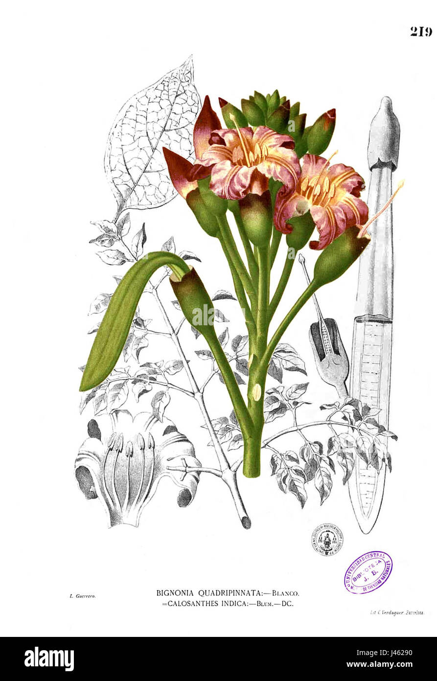 Oroxylum indicum, commonly known as the Indian trumpet tree, is a ...