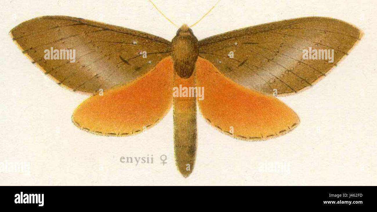 Family hepialidae hi-res stock photography and images - Alamy