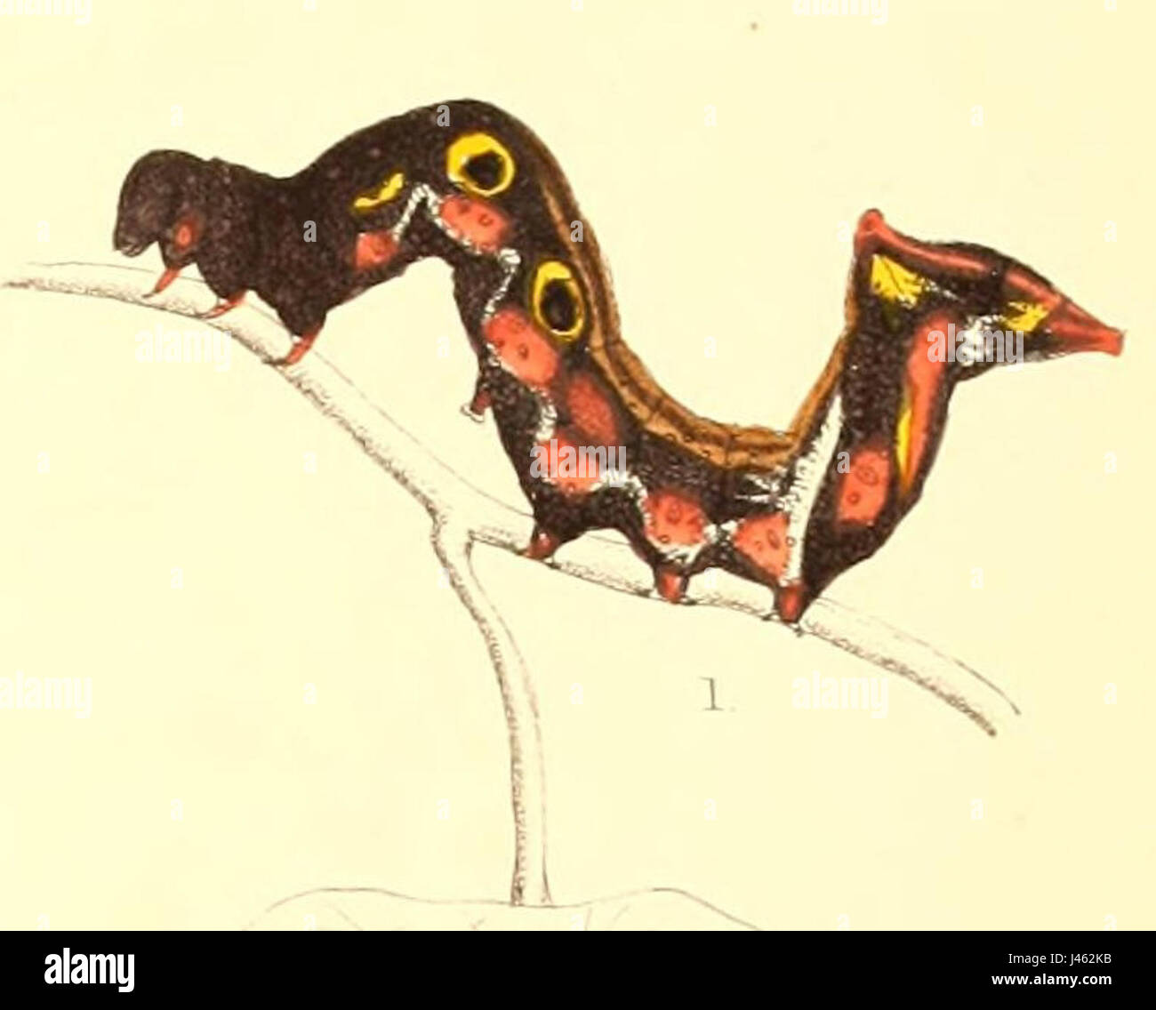 Fullonicae hi-res stock photography and images - Alamy