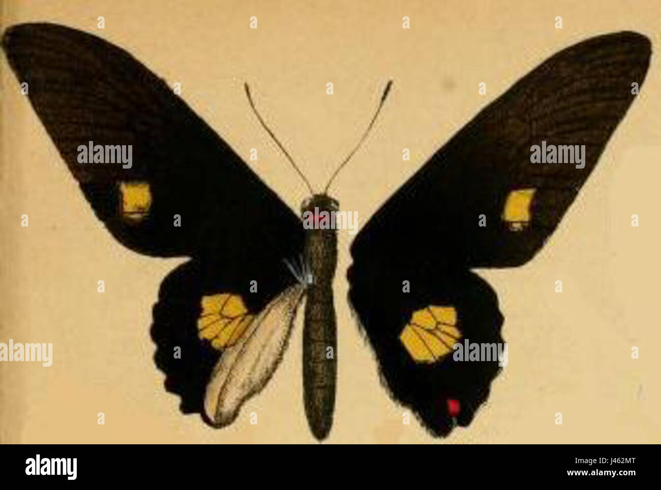 Parides quadratus hi-res stock photography and images - Alamy