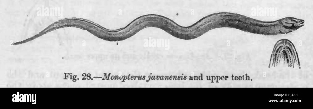 Monopterus albus hi-res stock photography and images - Alamy