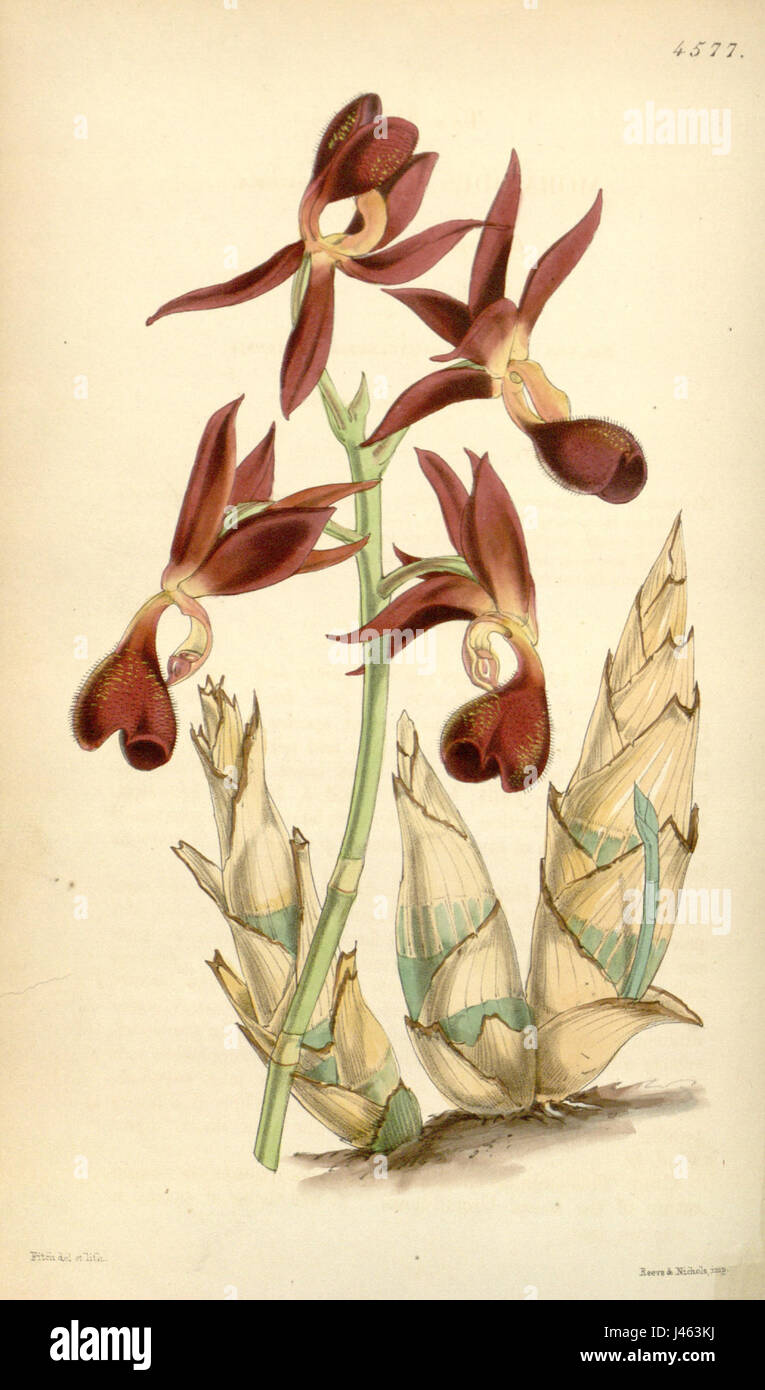 A botanical illustration of Mormodes hookeri, formerly known as ...