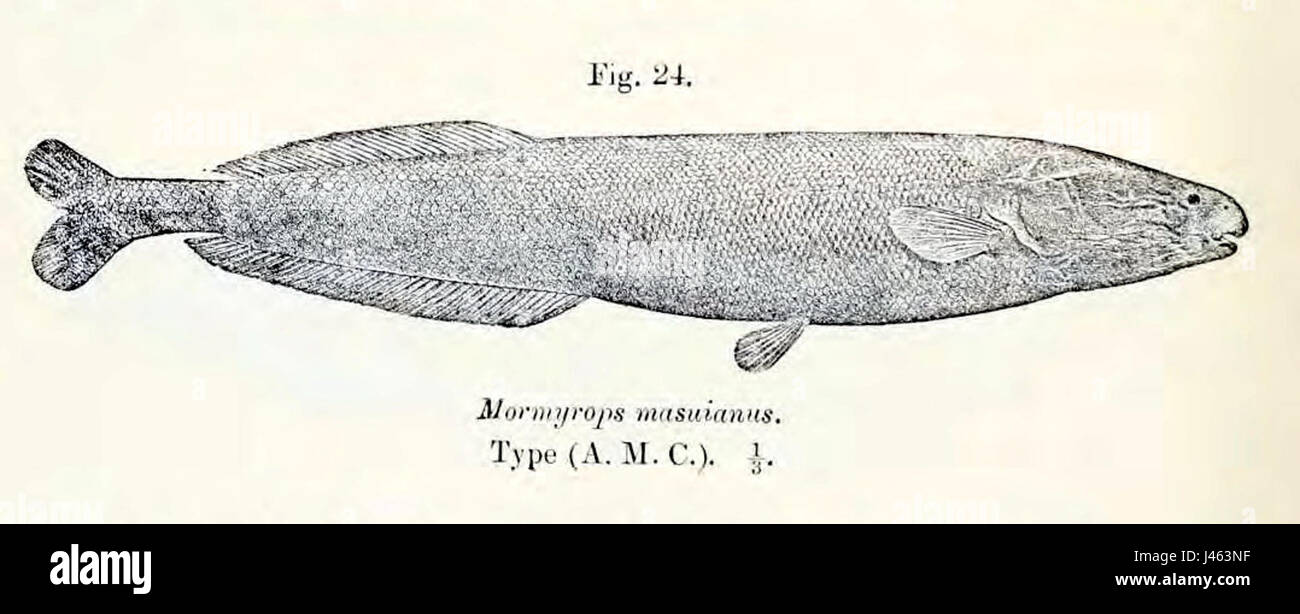Electric fish anatomy hi-res stock photography and images - Alamy