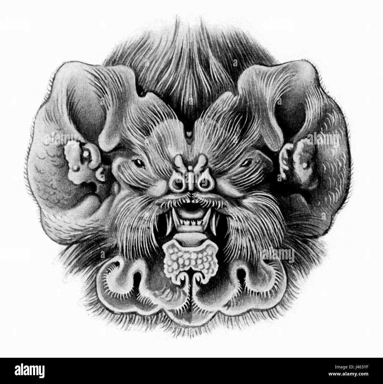 Mormoops hi-res stock photography and images - Alamy