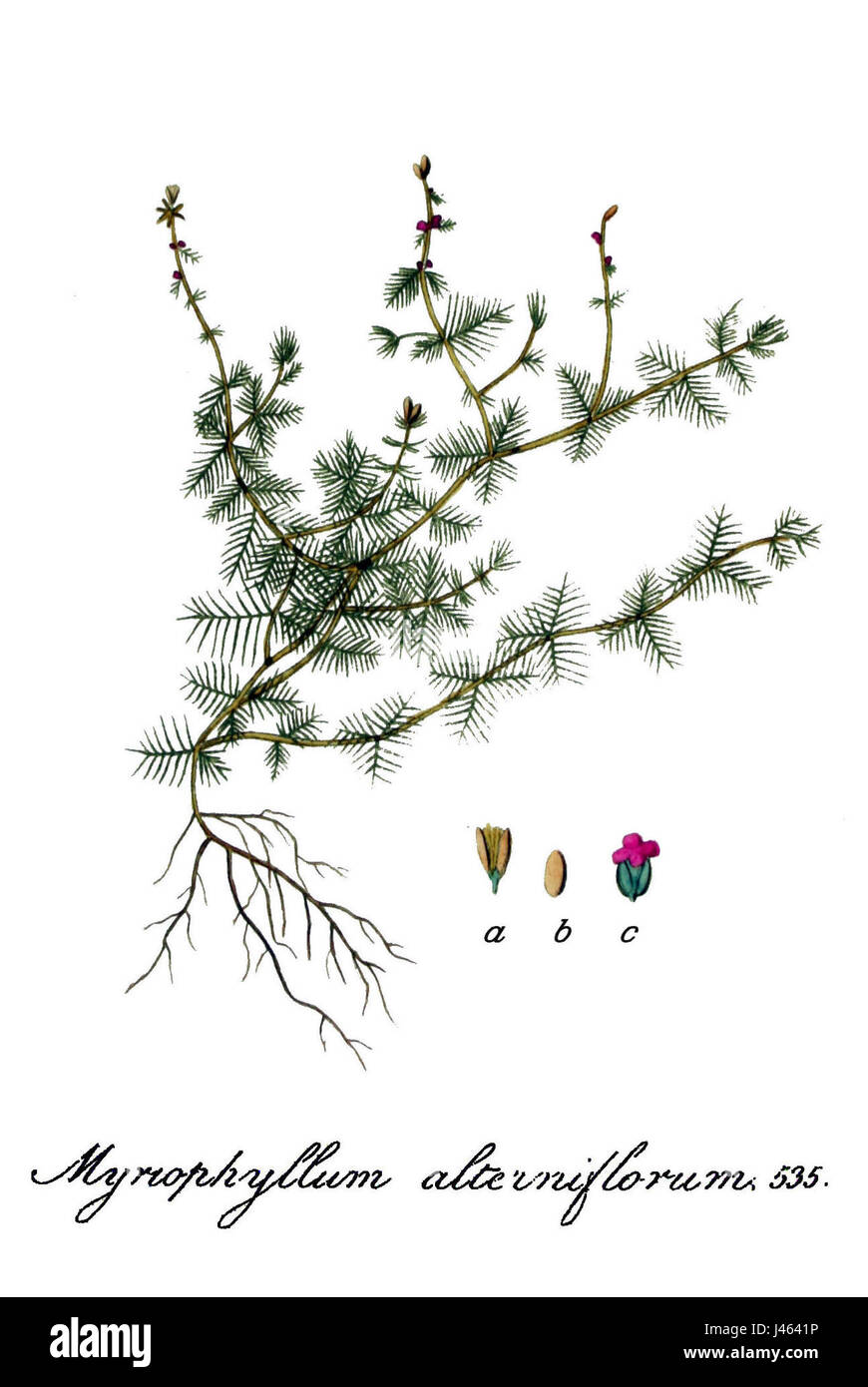 Aquatic plant habitat Cut Out Stock Images & Pictures - Alamy