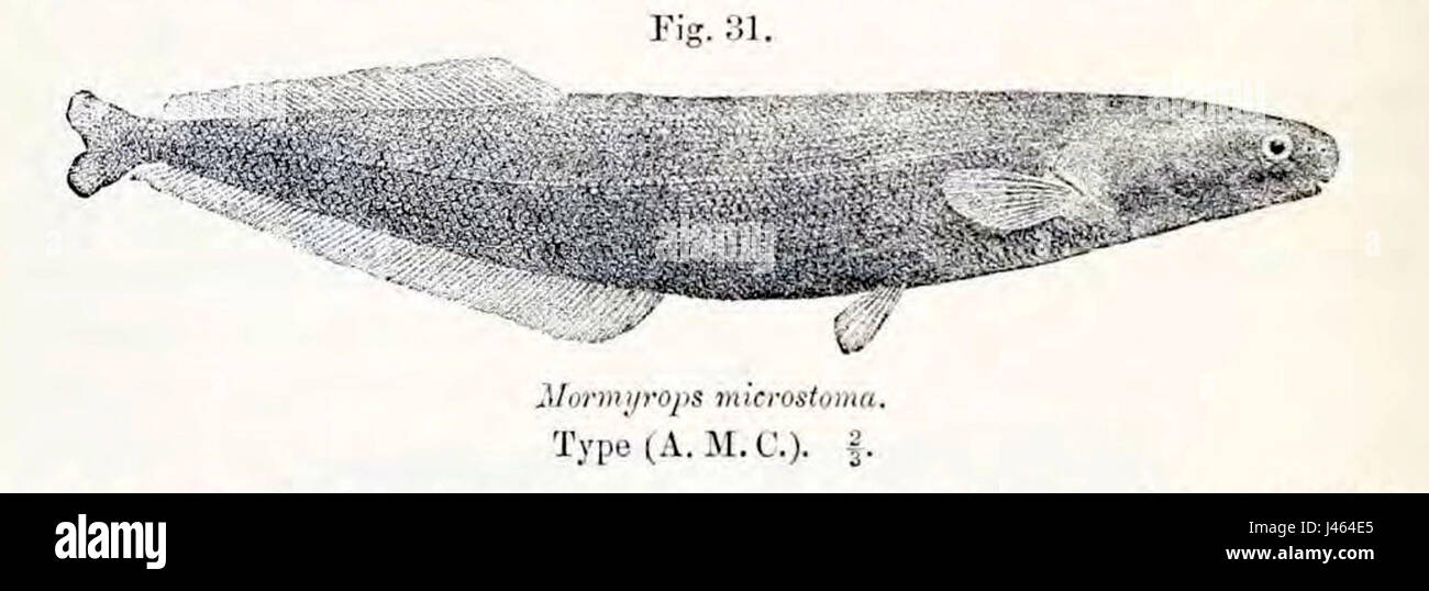 Microstoma microstoma hi-res stock photography and images - Alamy