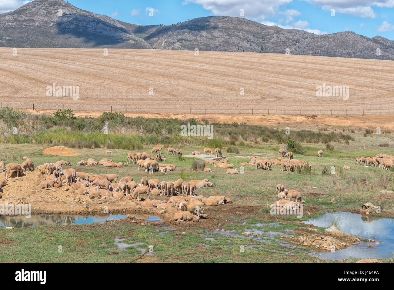 A farm scene with sheep in a boggy field next to the Middelplaas Road ...