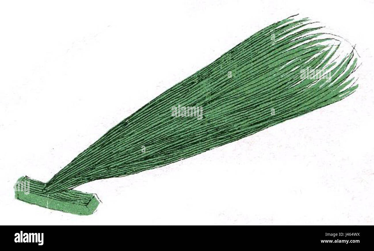 Chaetomorpha hi-res stock photography and images - Alamy